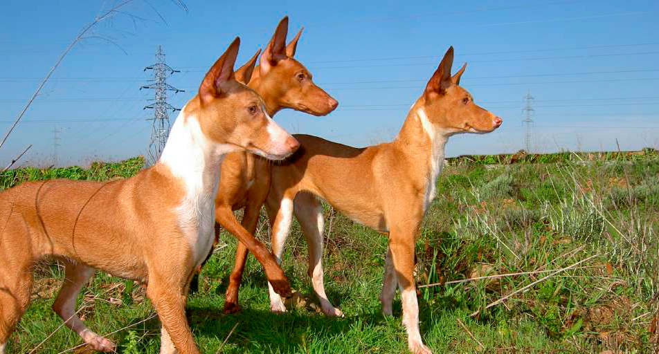 La Escuela de Caza organiza el Curso de jueces de competición para ...